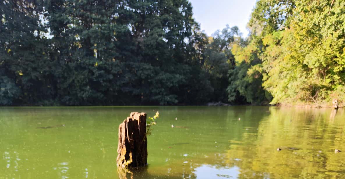 Trekking in the Wood with picnic on the turtles lake | GetYourGuide