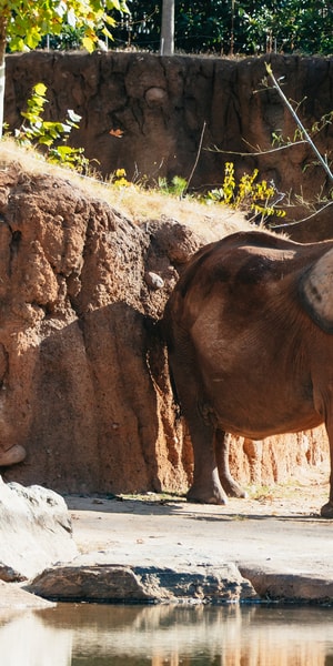 Atlanta: Zoo Atlanta General Admission Ticket | GetYourGuide