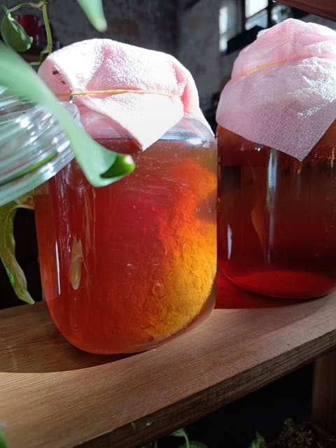 Private Kombucha Making Workshop in Cyprus | GetYourGuide