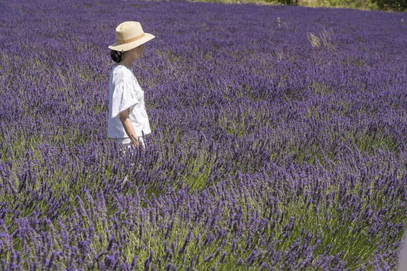From Avignon: Lavender Villages Day Trip | GetYourGuide