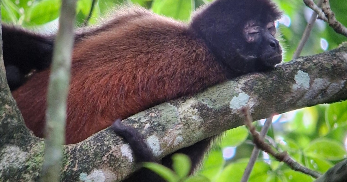 Safari to Carate wildlife observation in 4*4 from Puerto Jimenez ...