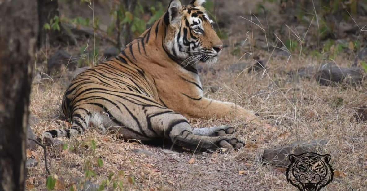 Canter Safari: Spring køen over Indgang til Ranthambore Nationalpark ...