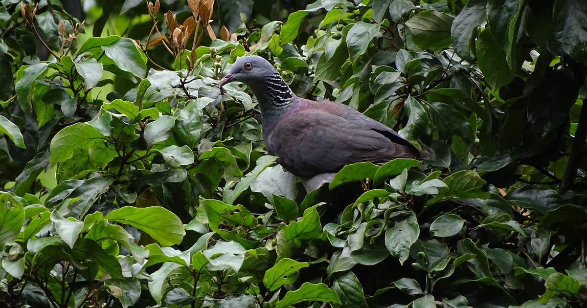 Munnar Birding and Bird Photography Trip | GetYourGuide