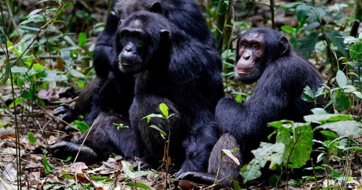 4 Day Gorilla & Chimpanzee Trekking Safari Tour | GetYourGuide