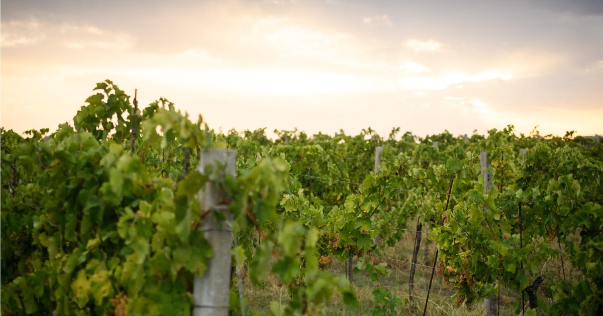 Savor Romagna wines during an authentic tasting in our family cellar ...