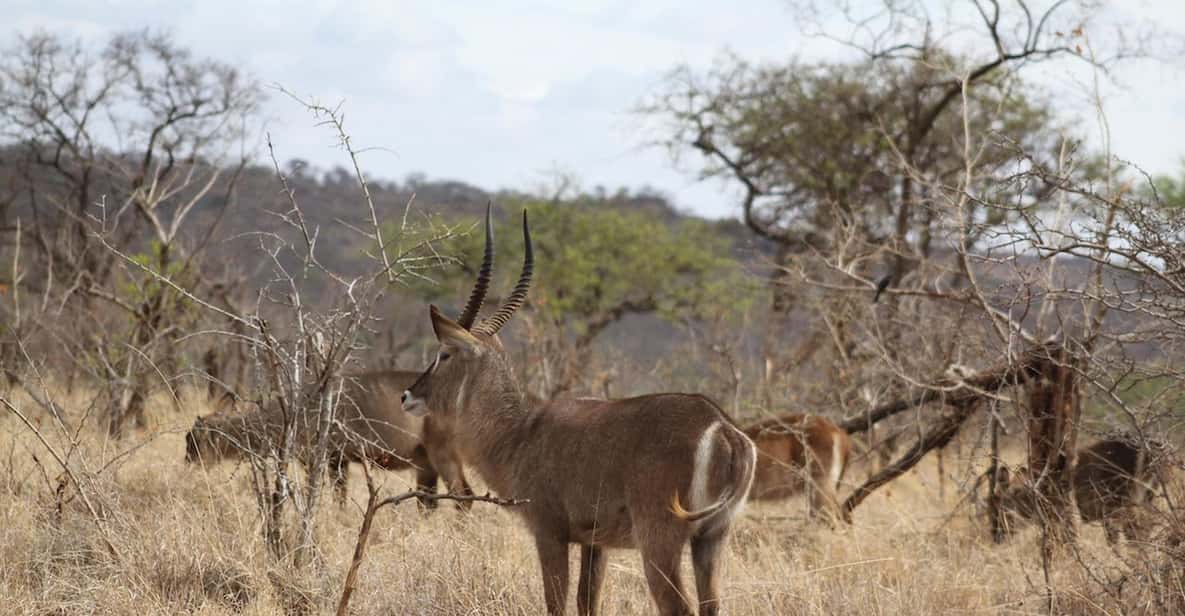 5 days Serengeti migration safari | GetYourGuide
