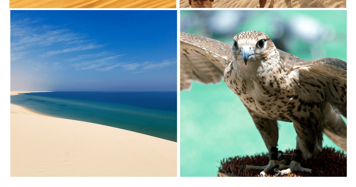 Doha: Desert Safari with Dune Bashing and Inland Sea | GetYourGuide
