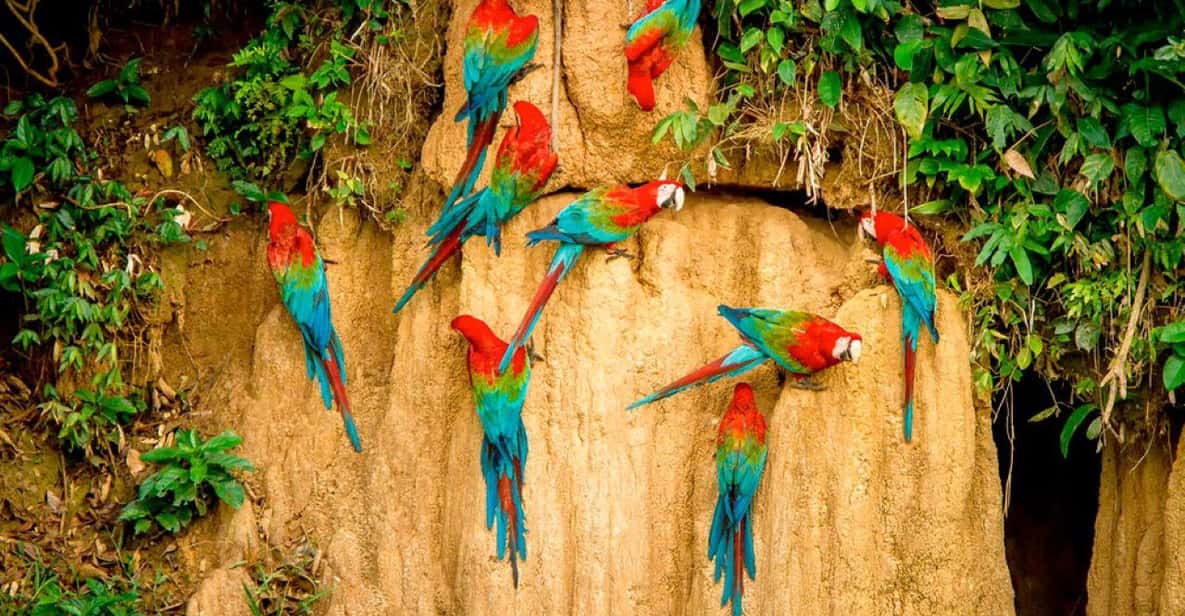 Collpa de Guacamayos de Tambopata 2D/1N | GetYourGuide