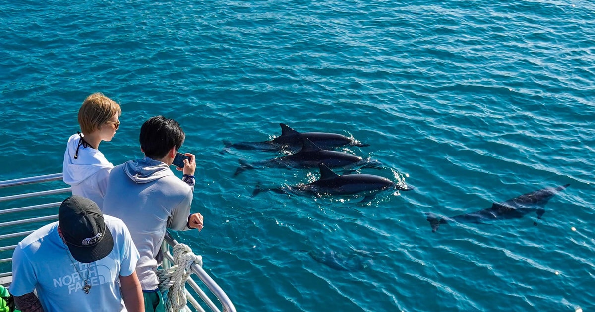 Oahu: Dolphin Watch, Turtle Snorkel, Waterslide Activities, | GetYourGuide