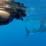 Tulum-Akumal: Swimming with Whale Sharks Tour | GetYourGuide