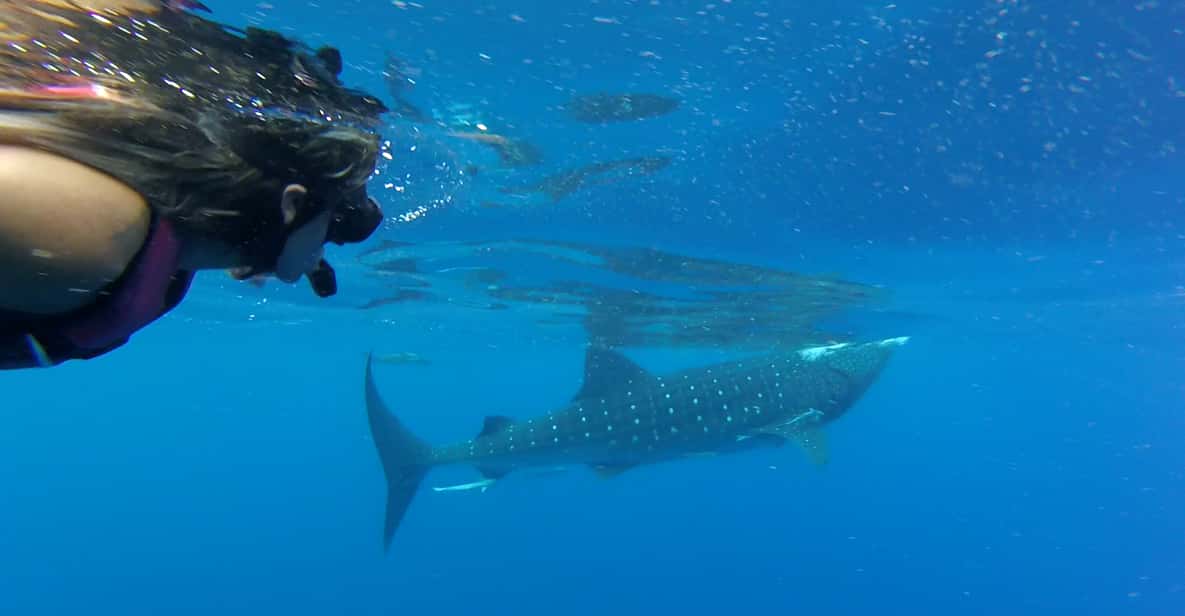 Tulum-Akumal: Swimming with Whale Sharks Tour | GetYourGuide