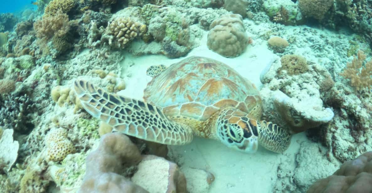 Gili Trawangan Swimming with Turtle & Underwater Statue | GetYourGuide