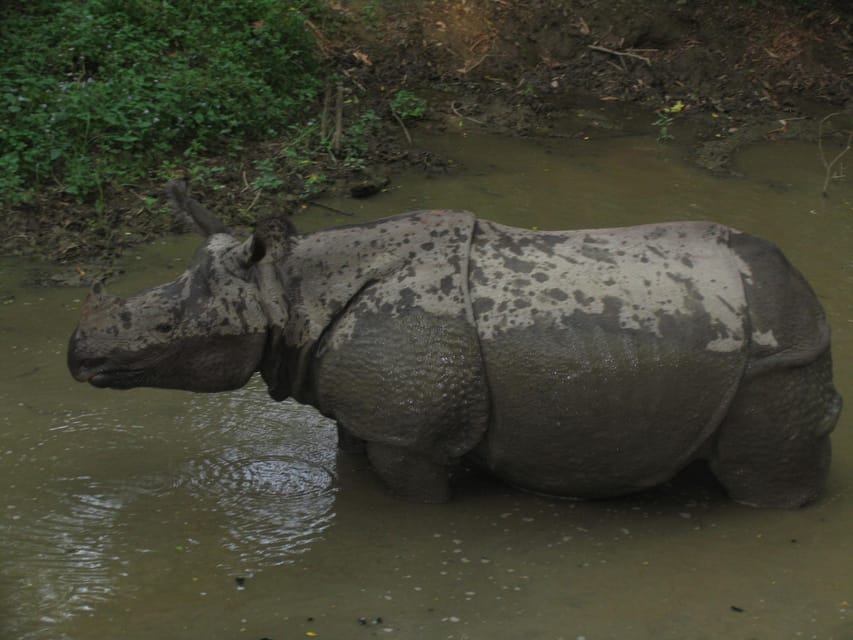 Chitwan National Park Safari | GetYourGuide