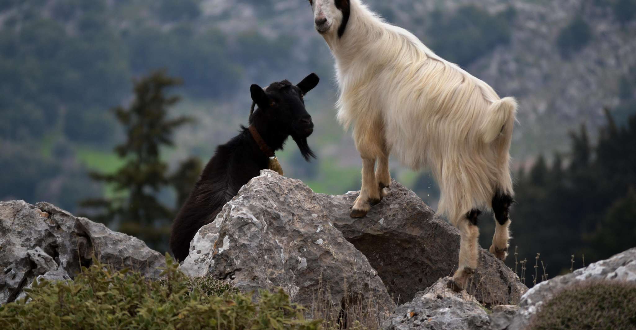 The Theriso Gorge and Village E-Bike Adventure | Day Trip in Therisso