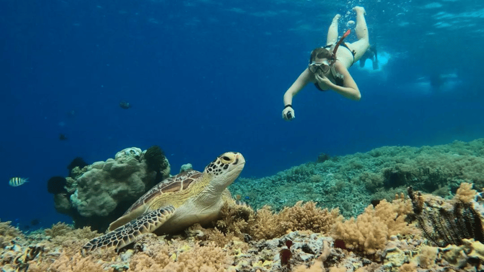 Gili Trawangan: Isla Gili 3 puntos de buceo con tortuga | GetYourGuide
