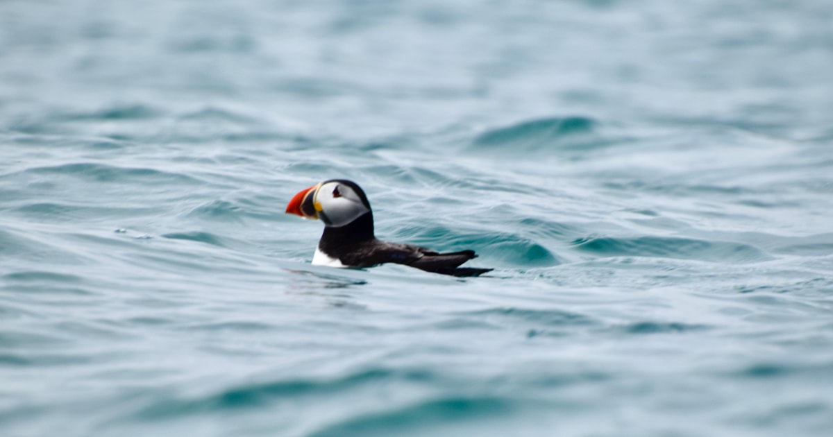 Herm: Puffin Patrol Kayak Guide Tour | GetYourGuide