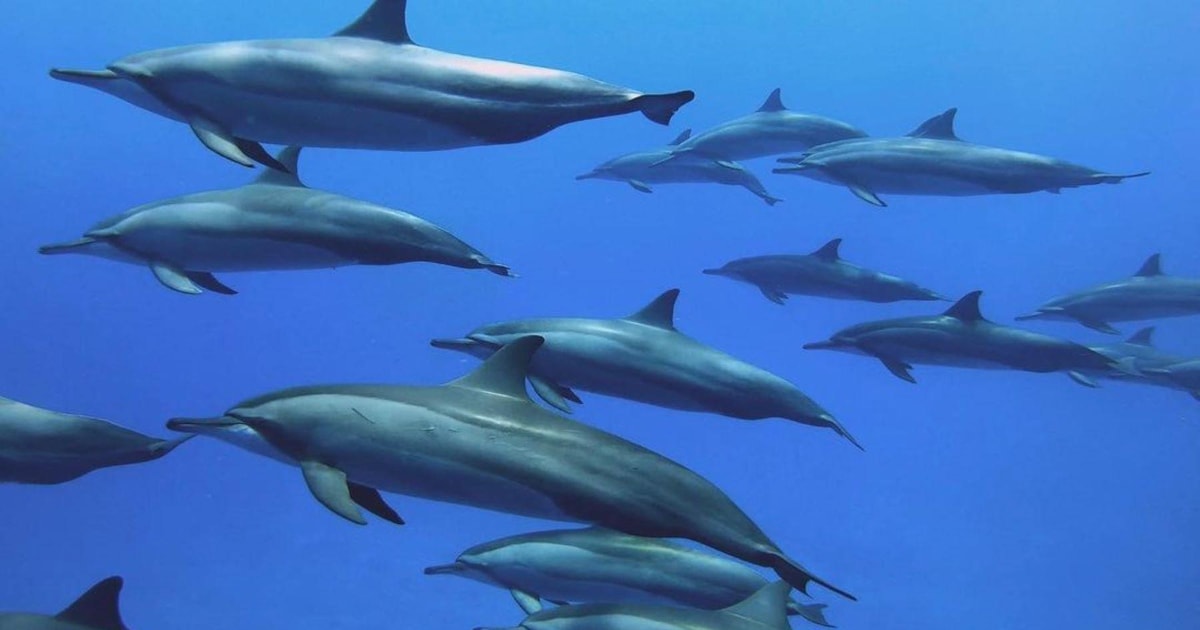 Excursión con delfines, Excursión con estrellas de mar, La Roca, Paseos ...