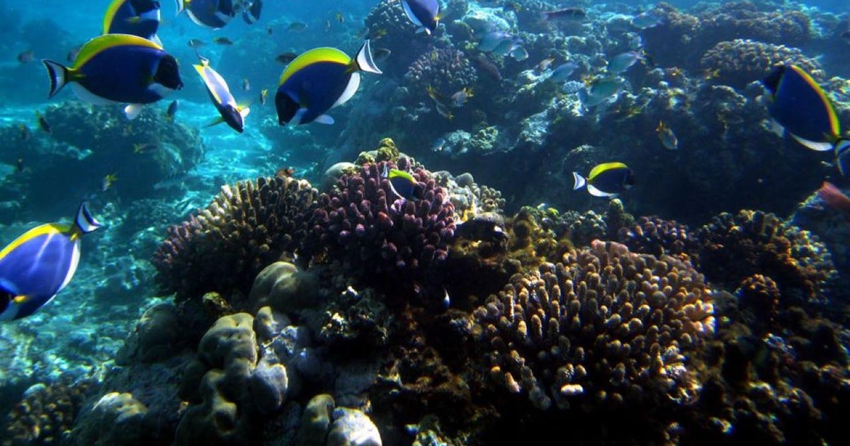 Day trip to Wasini islands from Diani | GetYourGuide