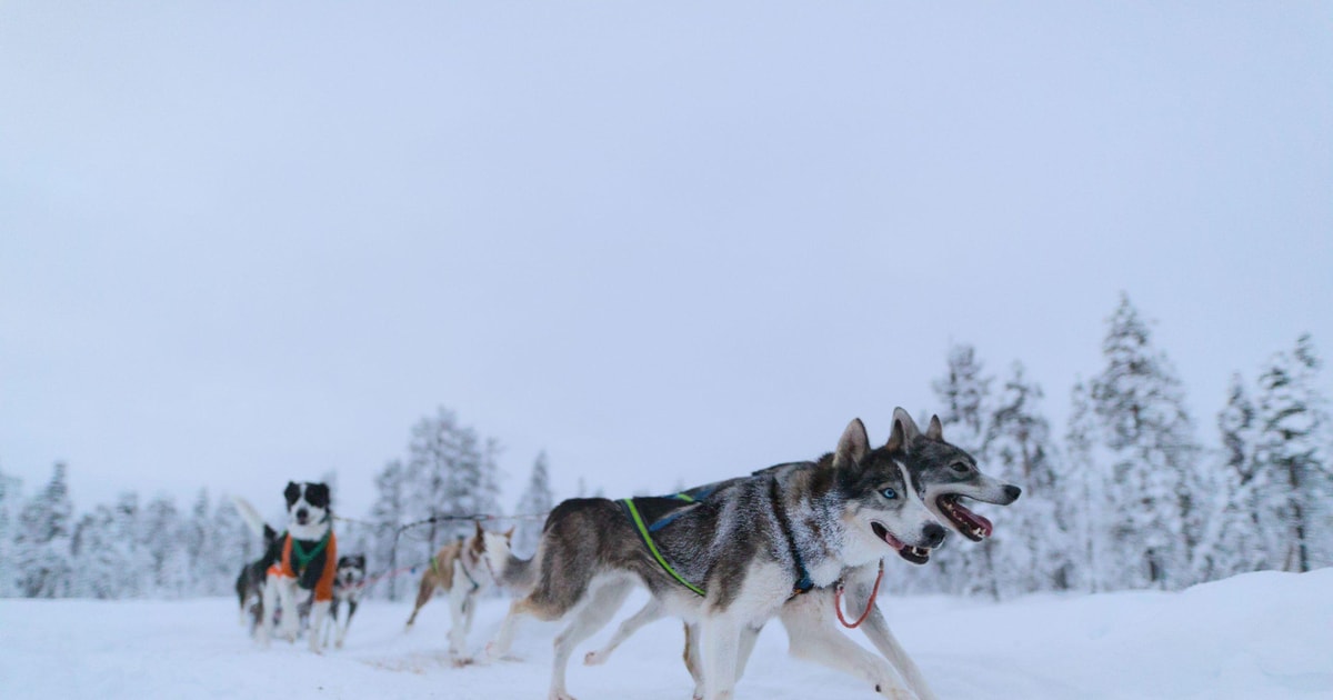 Kiruna: Husky Sled Ride with Traditional Lunch | GetYourGuide