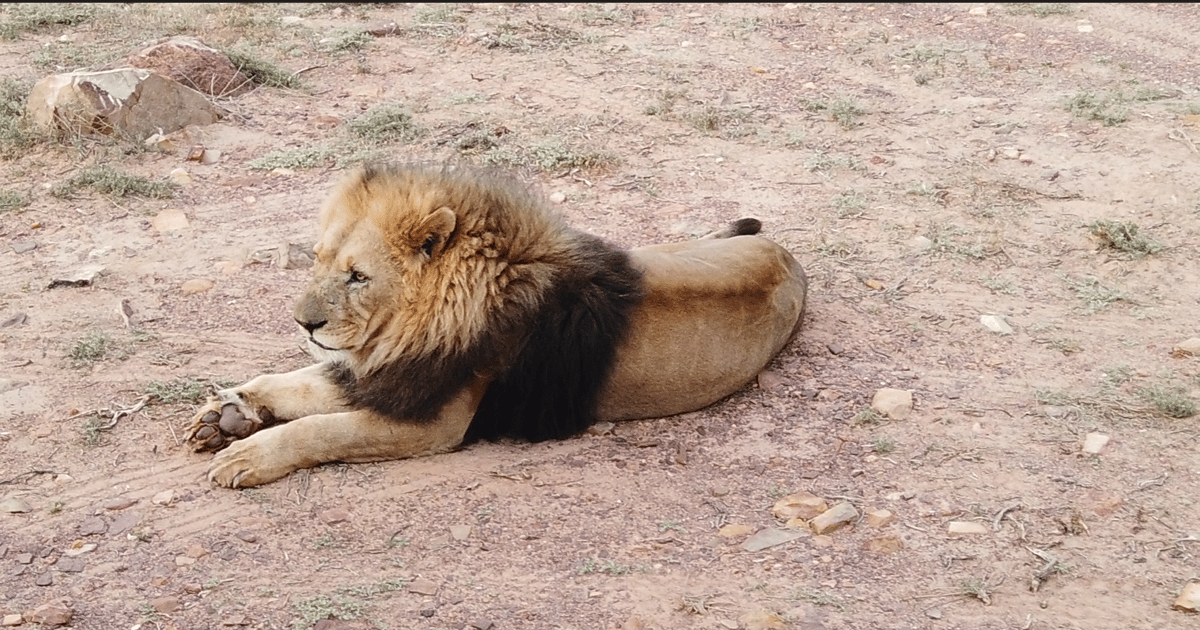 Aquila Safari, transportation from Cape Town | GetYourGuide