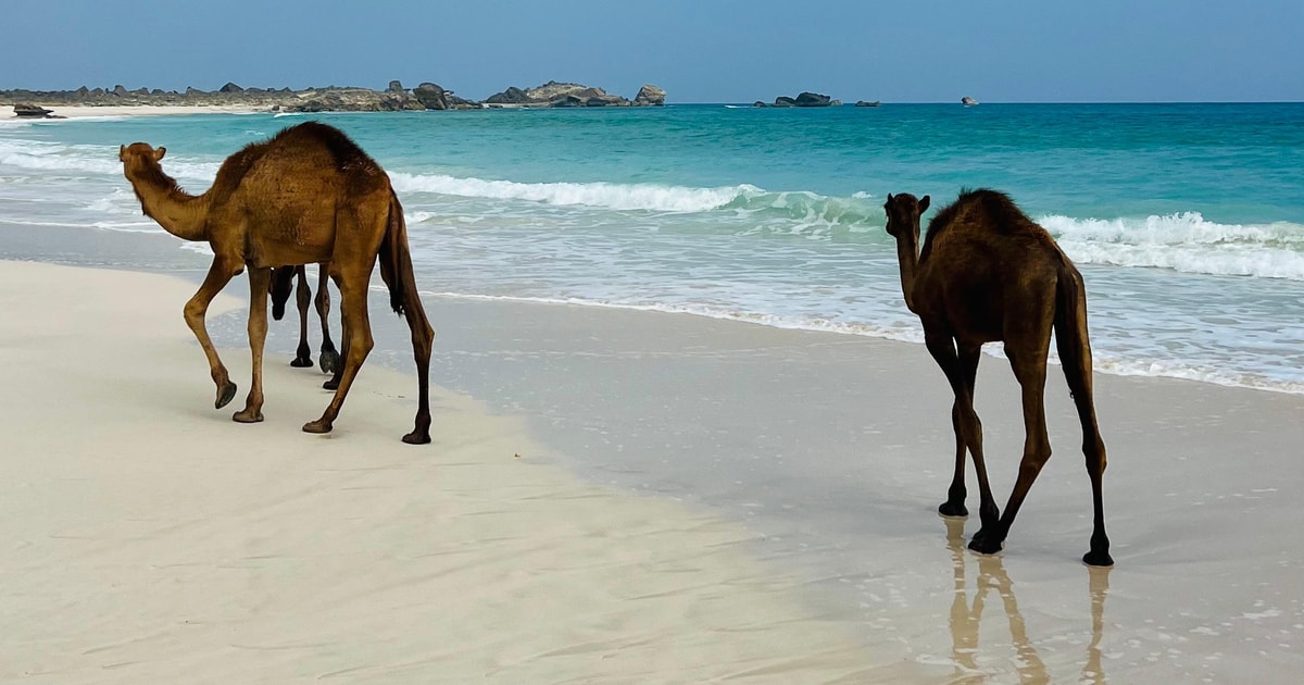 Salalah: Tour to Fazayah Beach & Swimming | GetYourGuide