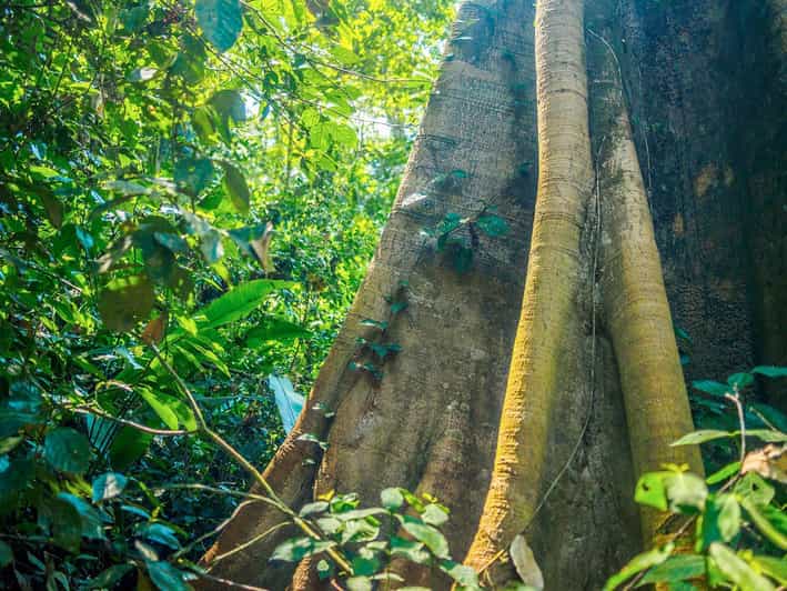 In-Depth Amazon Experience - 4 Days inside Rainforest | GetYourGuide