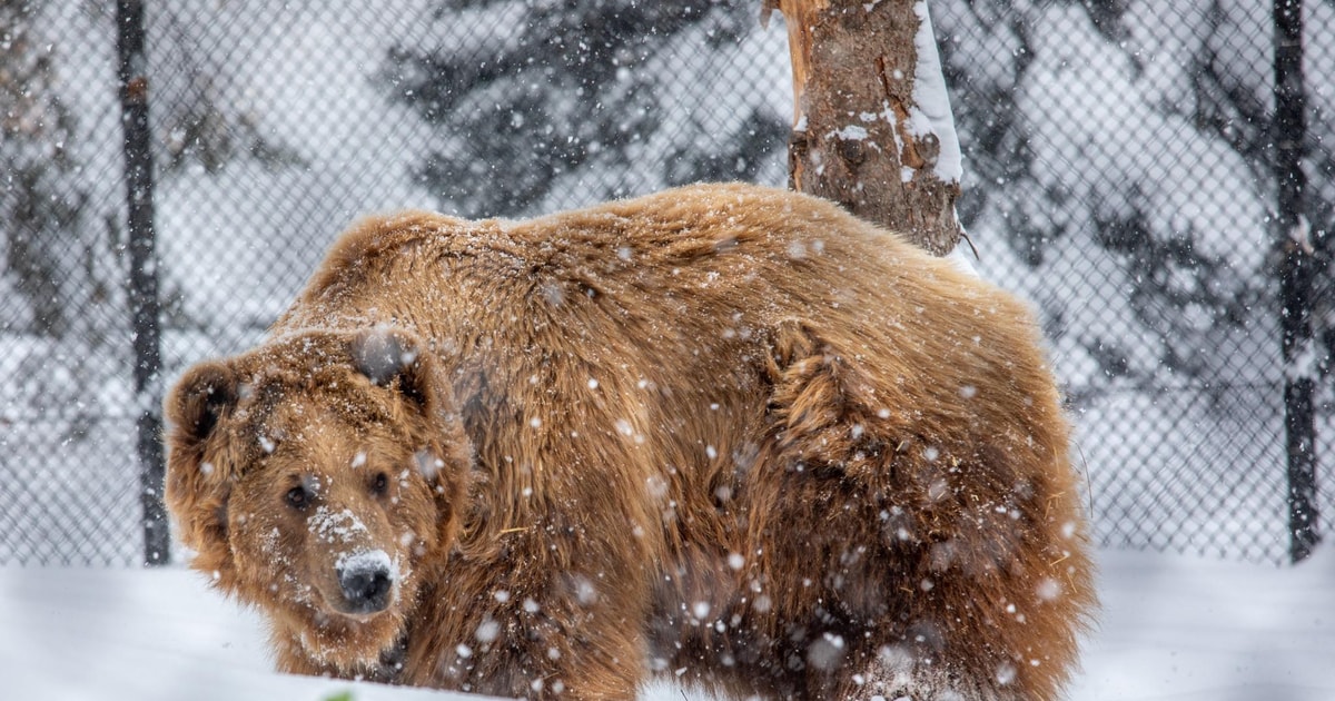 Great Plains Zoo | GetYourGuide