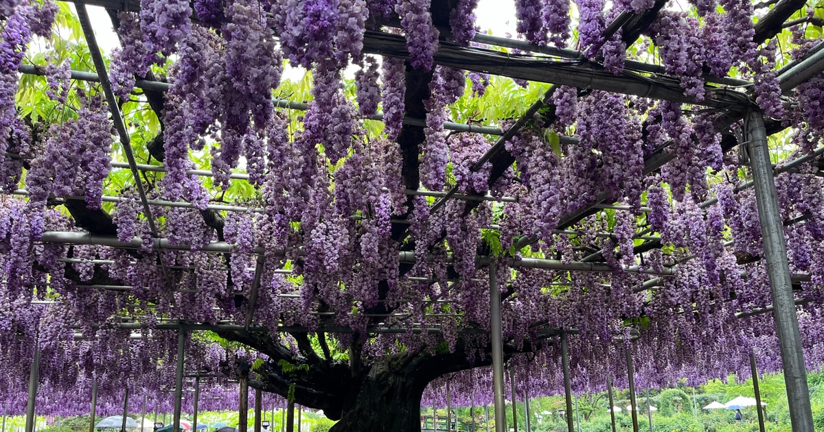 Die schönste große Glyzinie der Welt | GetYourGuide