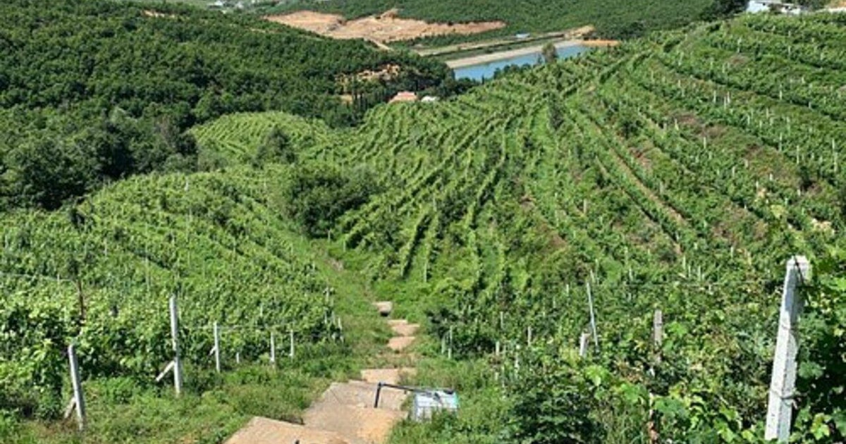 Wine tasting tour, Optional wine yard tour and kayak rides | GetYourGuide