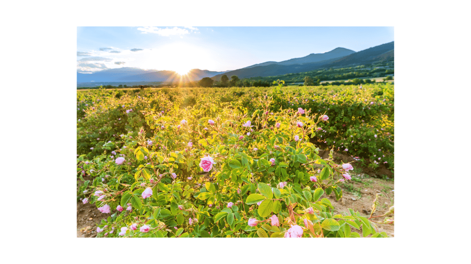Valley of roses and Buzludzha monument Eco Private tour | GetYourGuide