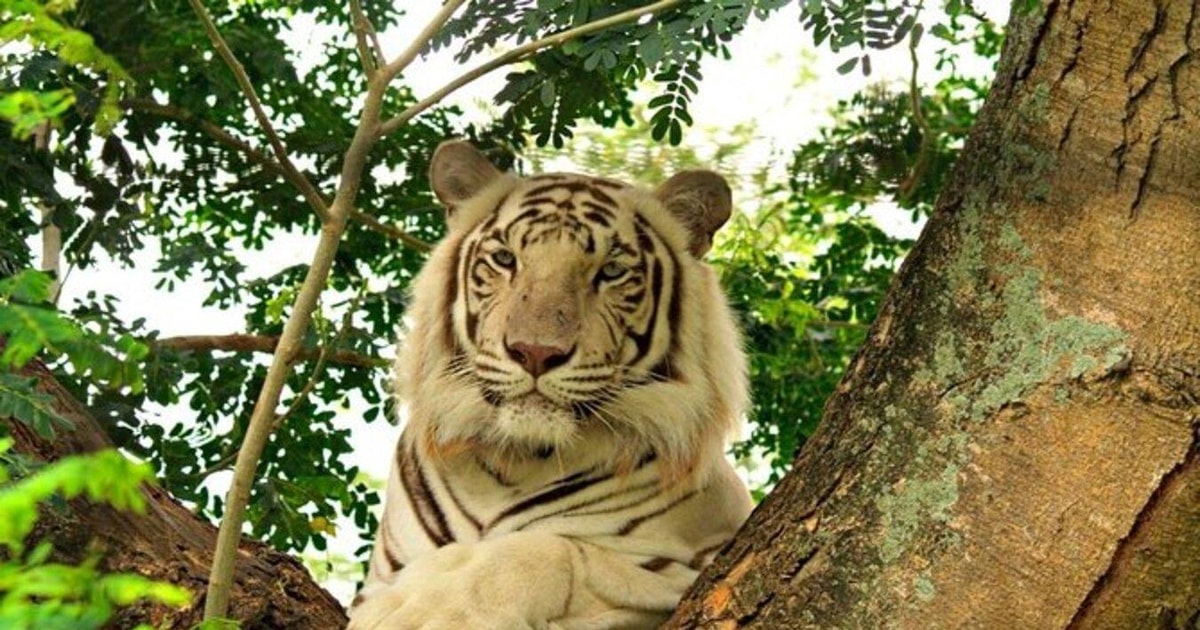 Le Morne & Safari at Casela Park with Pizza | GetYourGuide