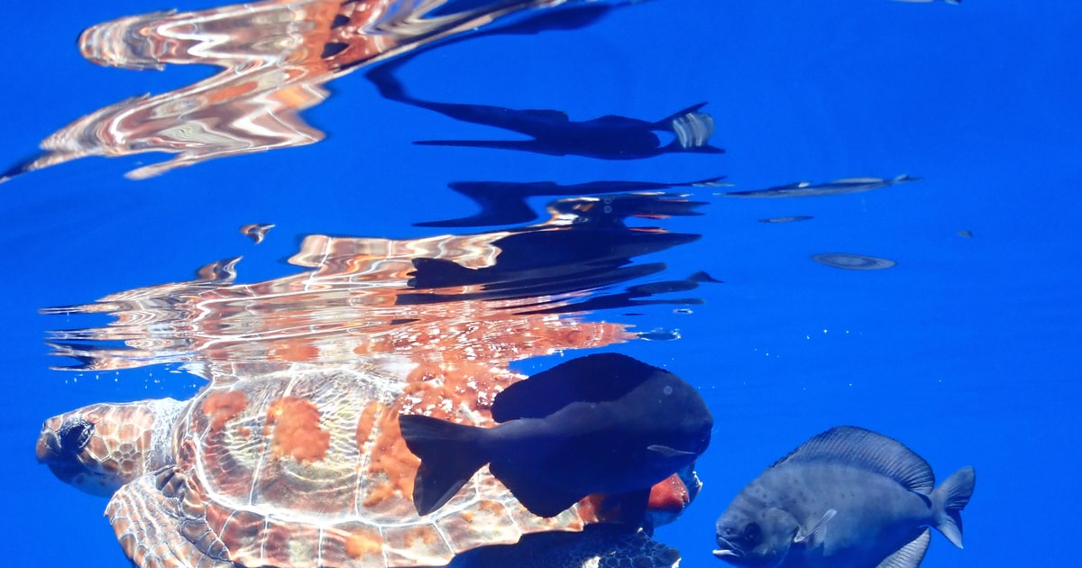 Private Day Seafari in the Azores follow Marine Biologist | GetYourGuide
