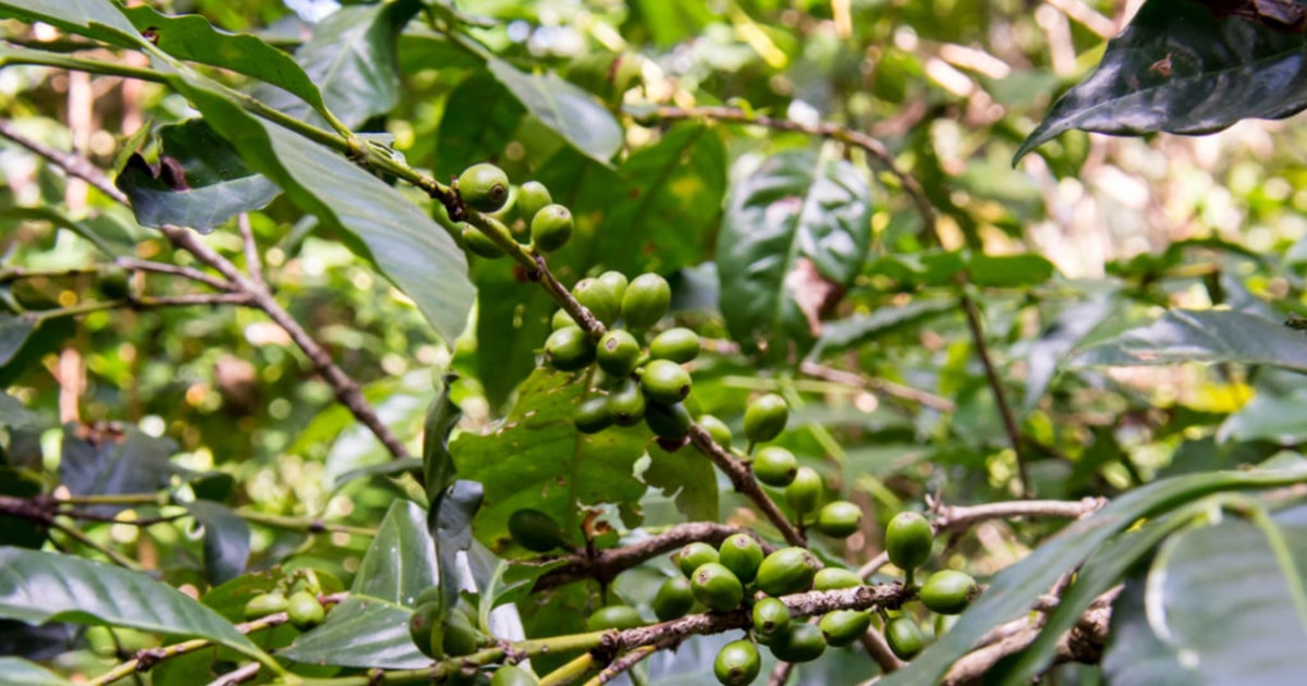 Addis Ababa: Highland Monastery Village Walk & Coffee | GetYourGuide