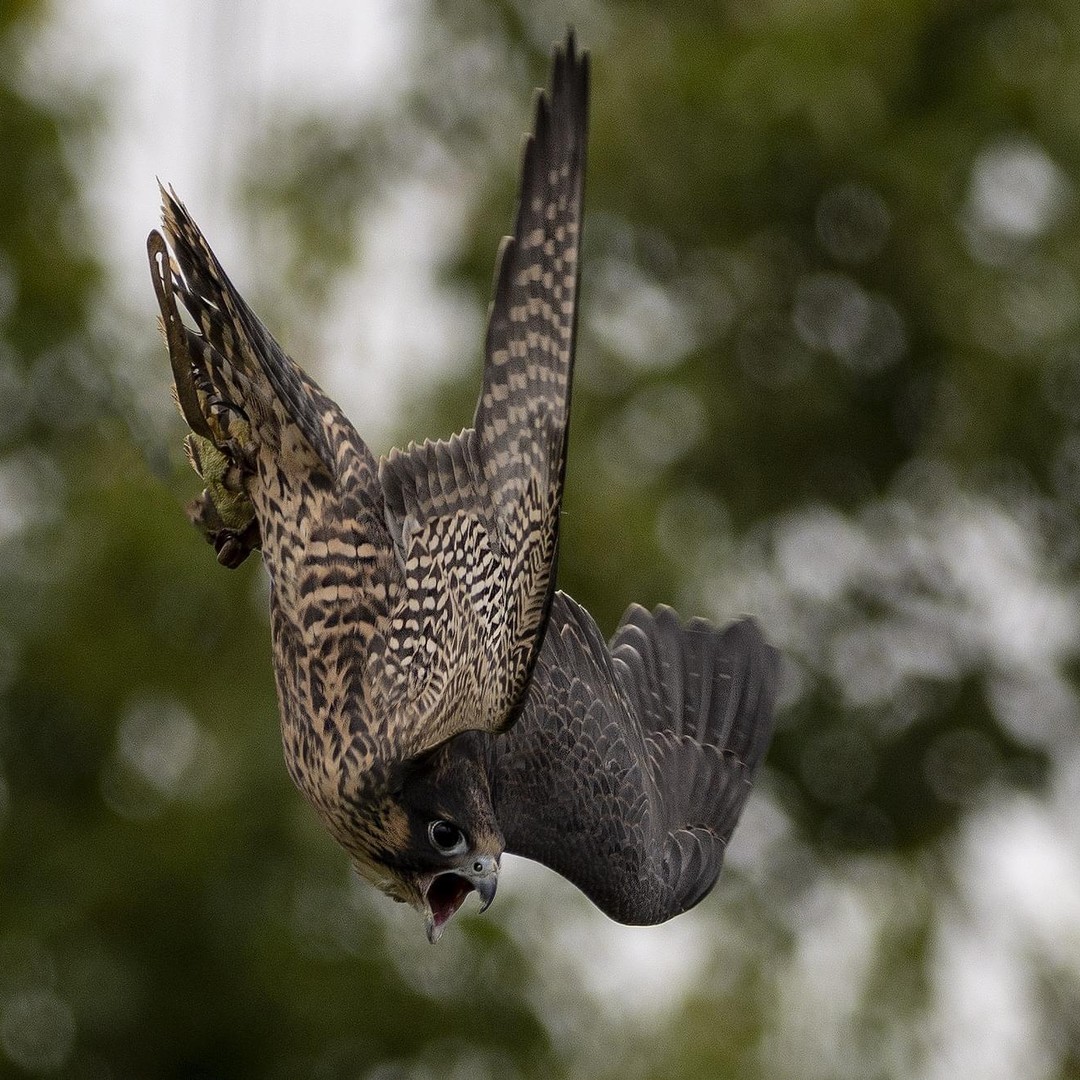 York: York Bird of Prey Centre Entry Ticket | GetYourGuide