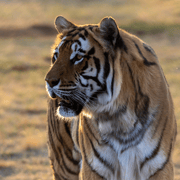 Tiger valley Tour | GetYourGuide