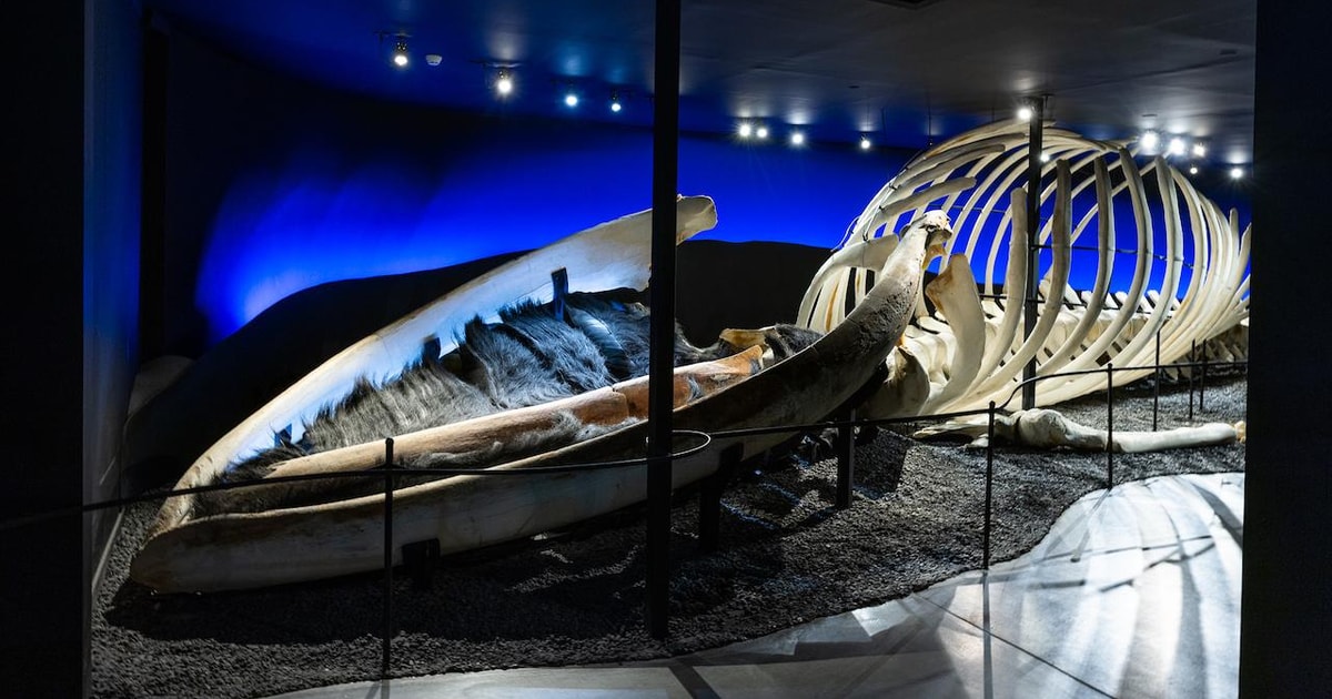 Húsavík: Whale Museum Entry Ticket | GetYourGuide