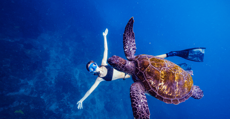 Julian Rocks Nguthungulli Nature Reserve, Byron Bay - Book Tickets ...