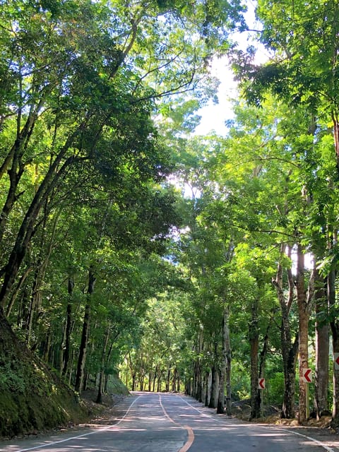 Bohol Day Tour; An Unforgettable Experience of Bohol. | GetYourGuide