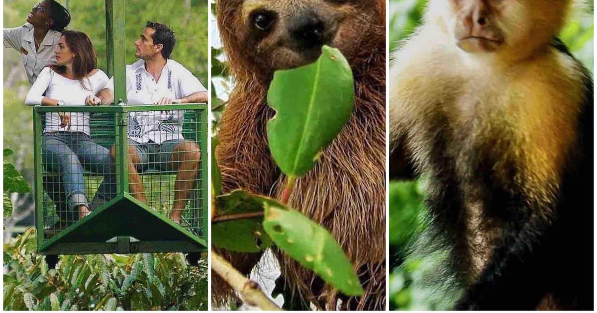 Panama: Buffet, Aerial Tram, Gatun BoatTour, Sloth Sanctuary | GetYourGuide