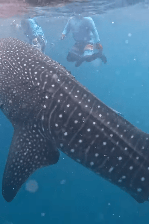 Cebu: Whale Shark Swim and Kawasan Canyoneering Group Tour | GetYourGuide