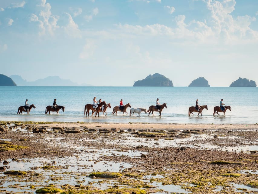 Koh Samui: Guided Horse Riding Tour on the Beach | GetYourGuide