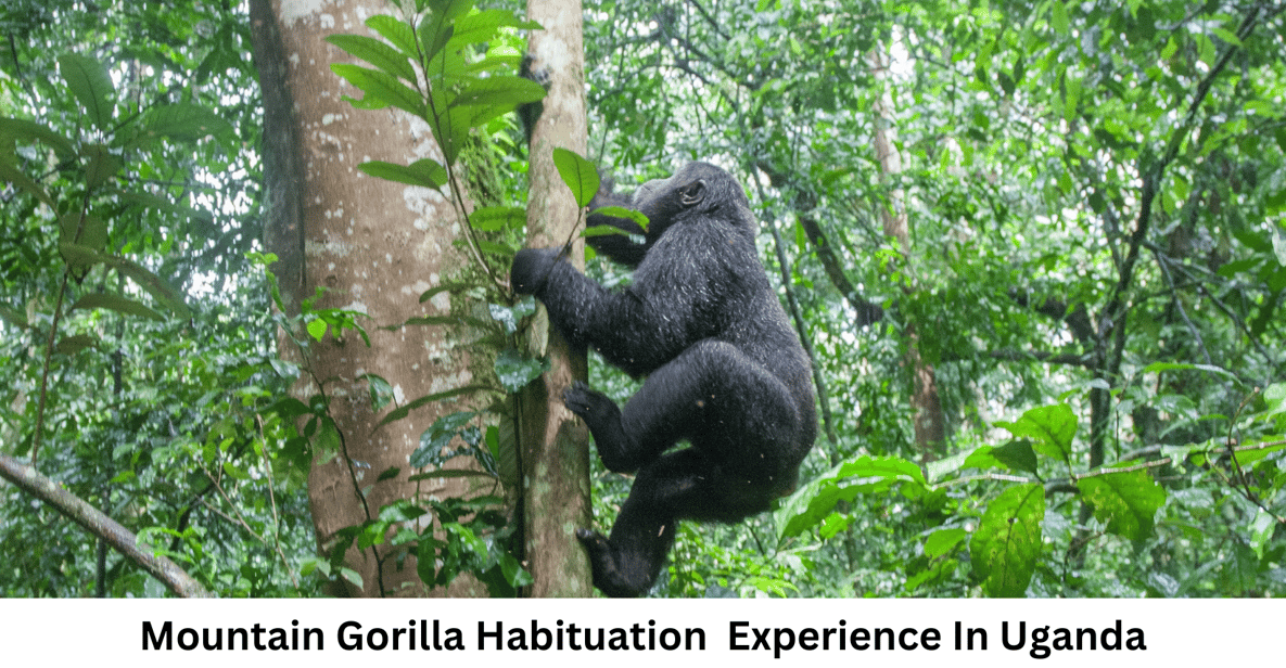 6 dage med gorillaer og chimpanser i Uganda | GetYourGuide