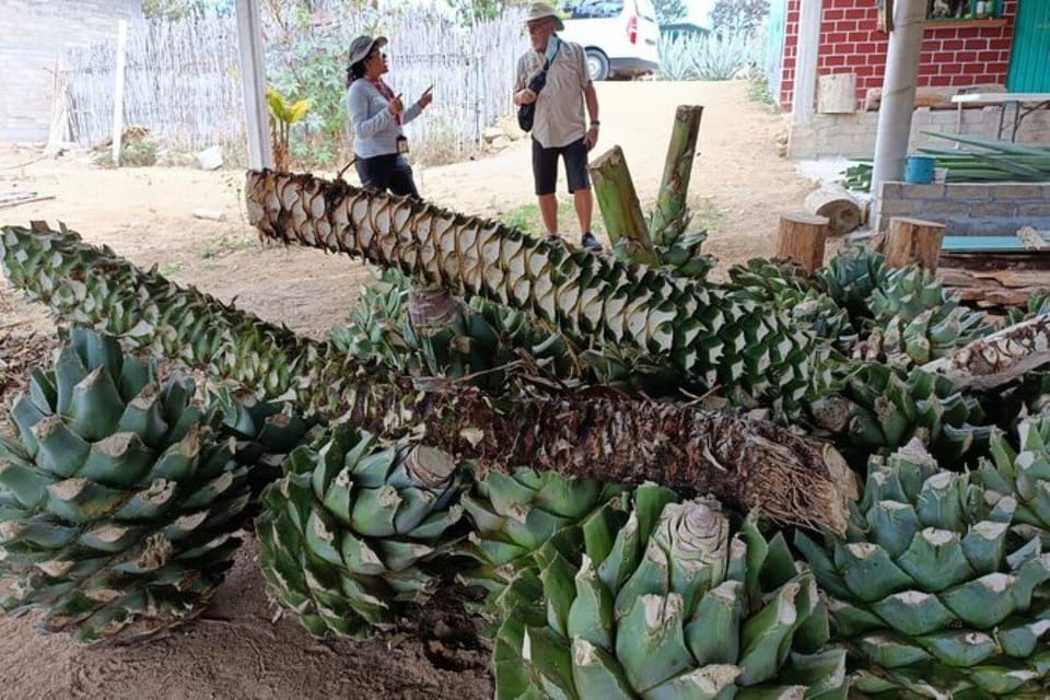 Oaxaca: Ancestral Mezcal Experience | GetYourGuide