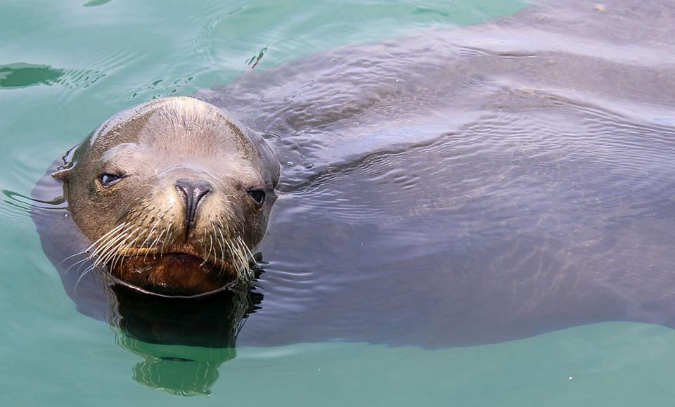 San Jose del Cabo Wildlife Encounter | GetYourGuide