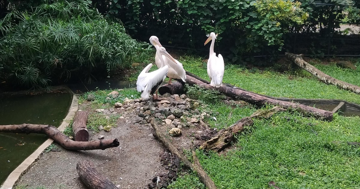 Cebu Safari & Adventure Park | GetYourGuide