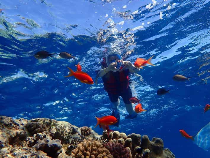 Sharm El Sheikh: Day sail to White island and Ras Mohamed | GetYourGuide