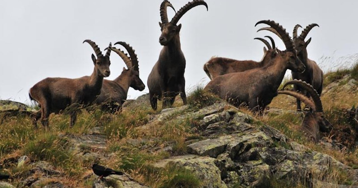 VENEDIG: OPLEV VILDE DYR I DOLOMITTERNE | GetYourGuide