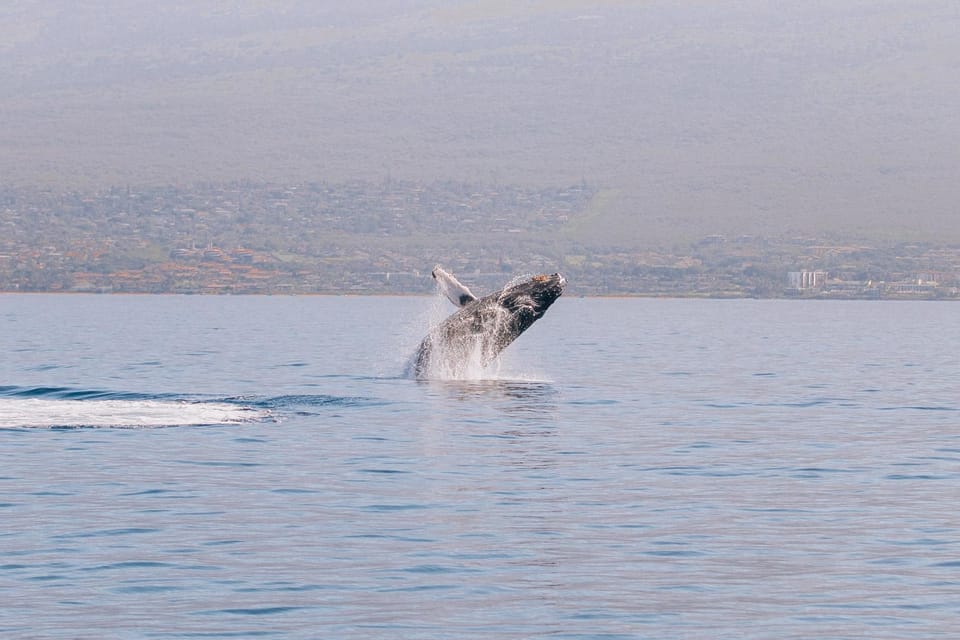 Maui: Afternoon Sail with the Whales Māʻalaea Harbor | GetYourGuide