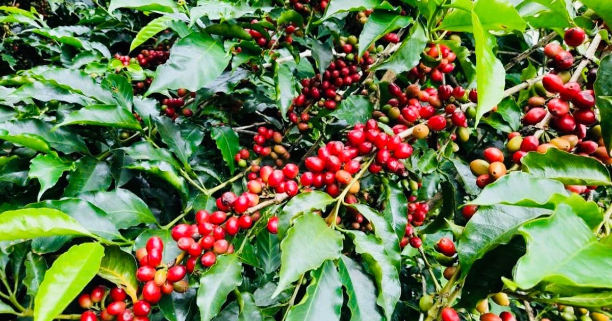 Buon Ma Thuot: Bean to Brew Coffee Farm Tour with Tasting | GetYourGuide