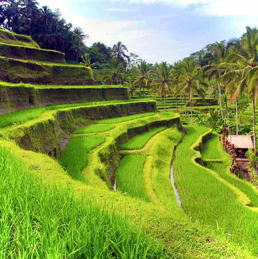 Bali: Ubud Monkey Forest, Rice Terraces, Temple, & Waterfall | GetYourGuide